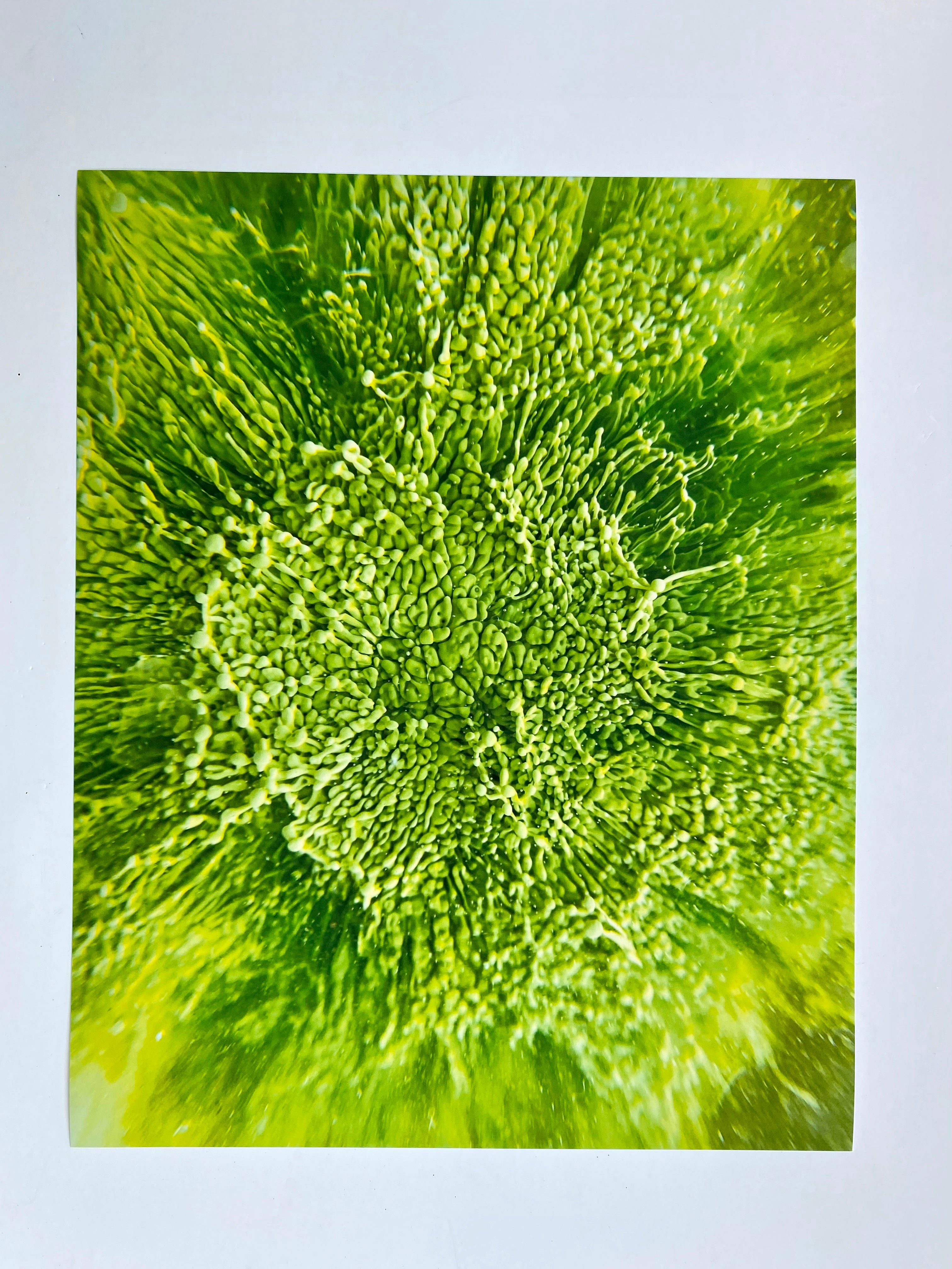 Giclee Prints